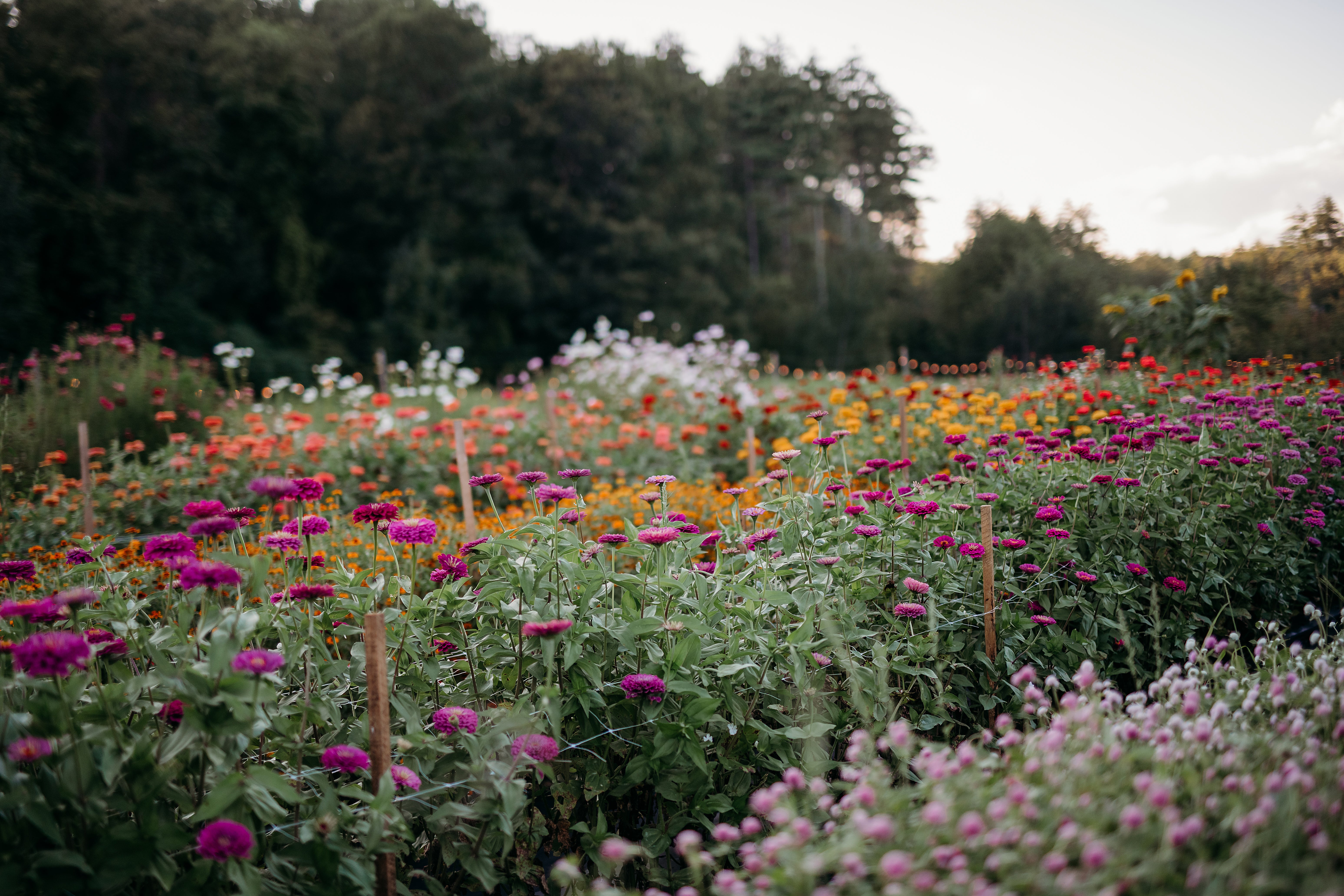Private Photography Sessions - Gardent Farms